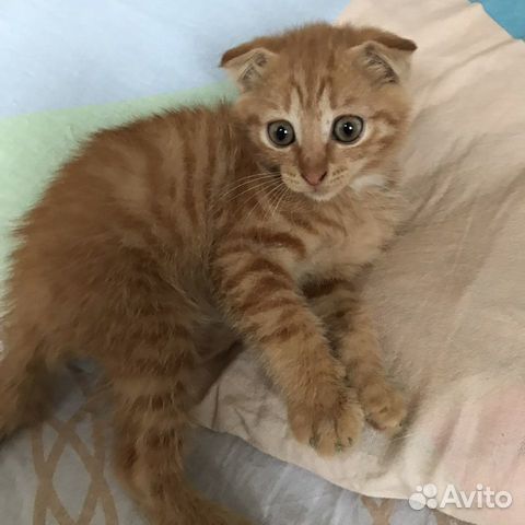 Котенок