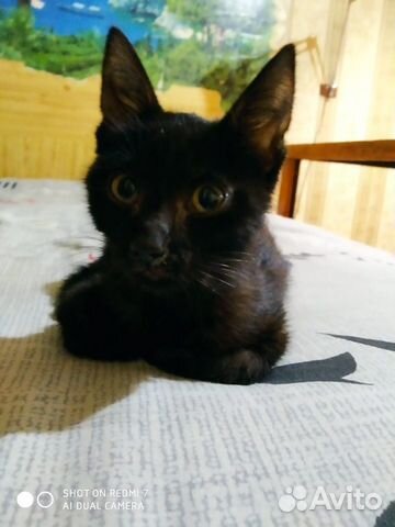 Котенок ищет дом