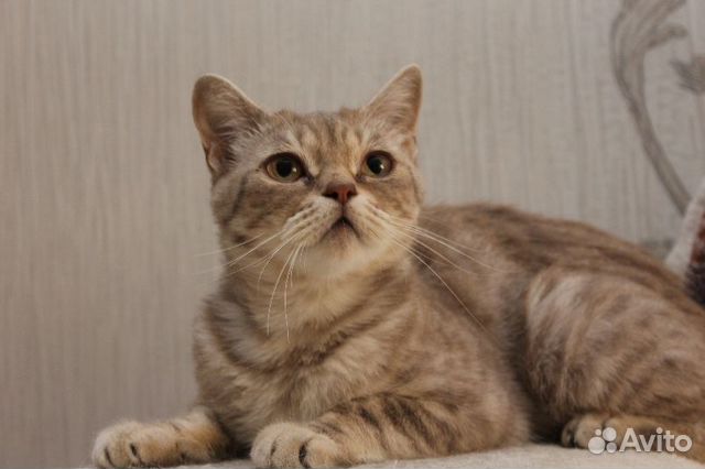 Британская кошка Аглая с редким окрасом