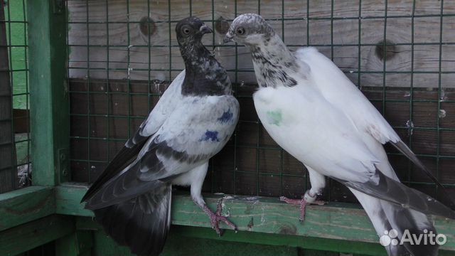 Венгерские голуби