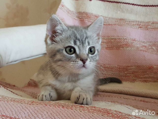 Красотка ищет семью