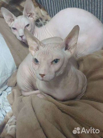 Сфинкс бамбино