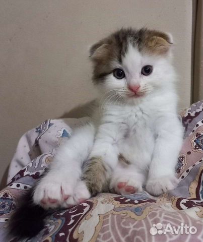 Котенок (мальчик) от вислоухой шотланки