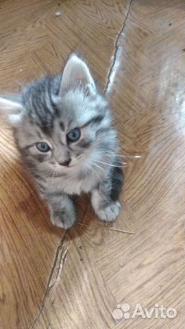 Сибирская кошка