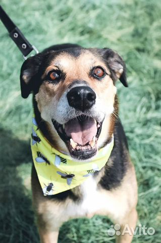 Собака, которой не место здесь