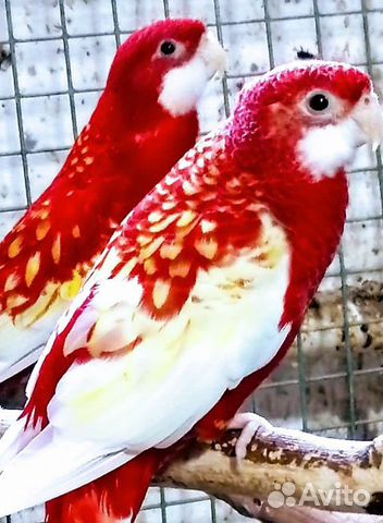 Птенцы попугая розелла голландцы