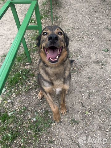 Новый дом ищет Виллс