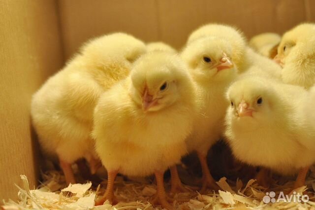 Инкубационное яйцо кобб-500 Чехия