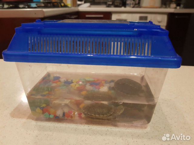 Красноухая черепаха