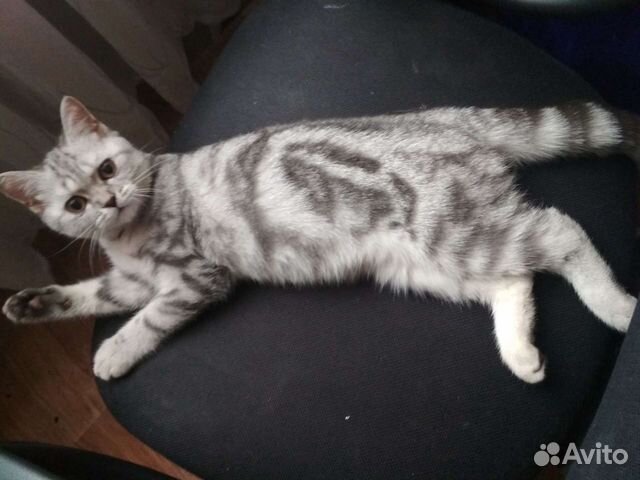 Британская