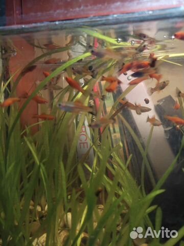 Аквариумное растении, рыбки меченосцы