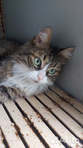 Кошечка Мура настоящее сокровище из приюта