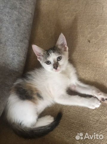 Котенок девочка Маша