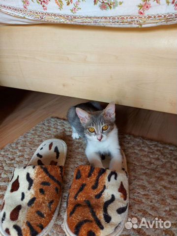 Котенок в добрые руки привезу бесплатно