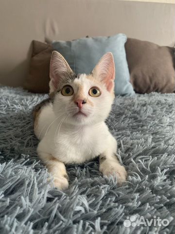 Котенок Дейзи