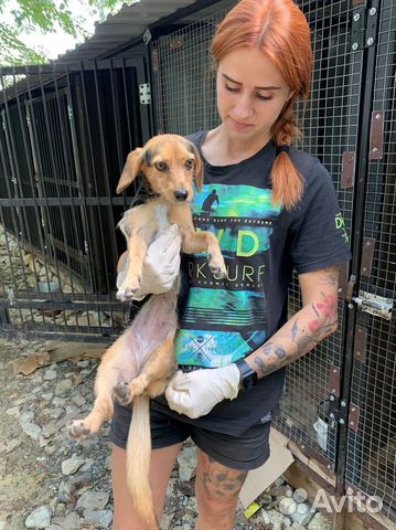 Ищет дом маленькая собачка метис таксы Лонги