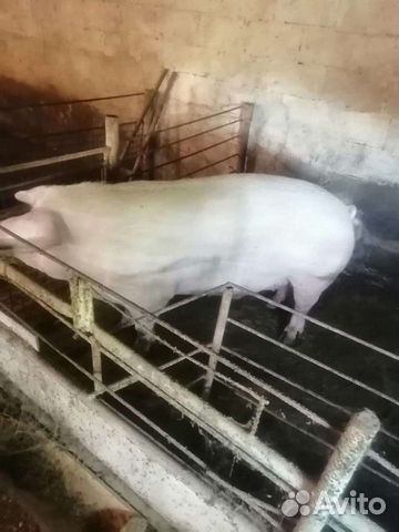 Племенной хряк см1