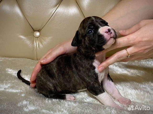 Кобель Амстаффа РКФ