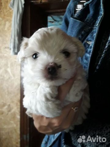 Отдадим нашу малышку в добрые руки