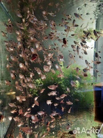 Орнатус белоплавничный от разводчика