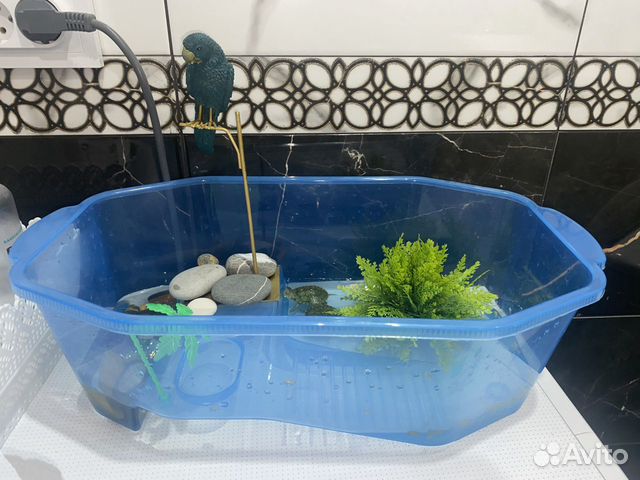 Черепахи с аквариумом