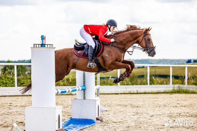 Продаётся конкурный конь