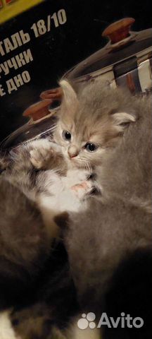 Котята от породистой мамы