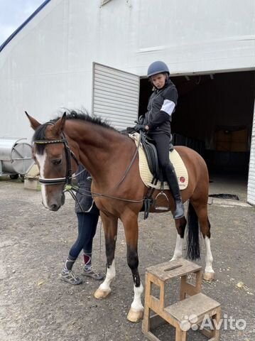 Гнедой мерин