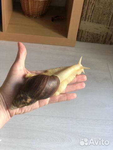 Улитки ахатины