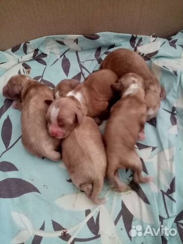 Английский кокер спаниэль