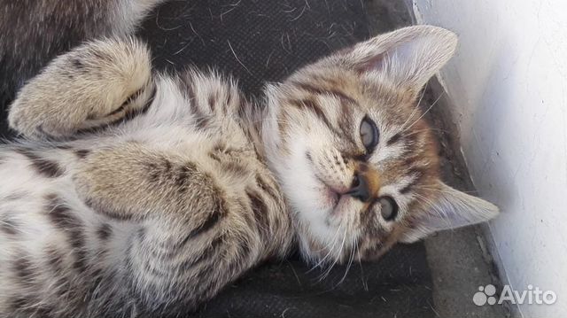 Кошка