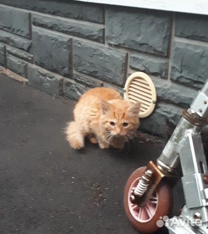 Рыжий озорной котенок в добрые руки