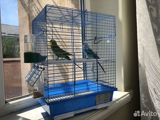 Волнистые папугаи с клеткой