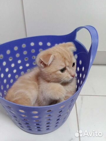 Рыженький котик