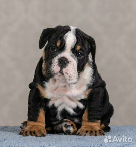 Мальчик бульдожка