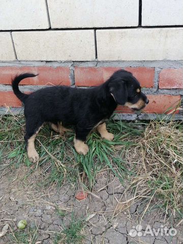 Собака в добрые руки щенок