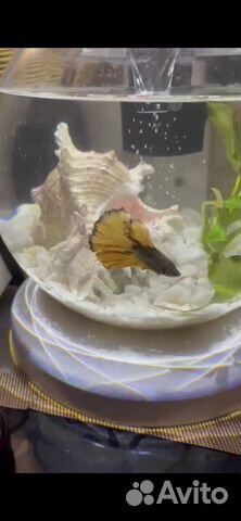 Рыбка петушок