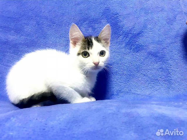 Кошка в дар