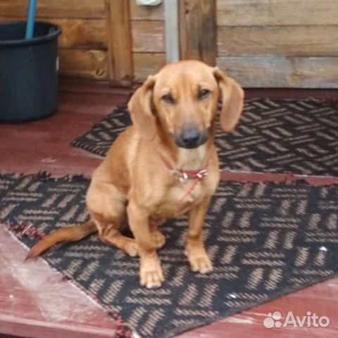 Собака в добрые руки такса