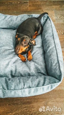 Такса мини в добрые руки