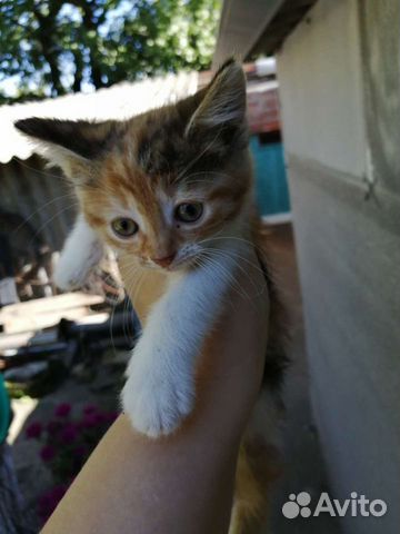 Отдаются котята бесплатно, на 1 фото девочка, на 2