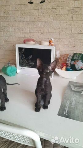 Донской сфинкс котята