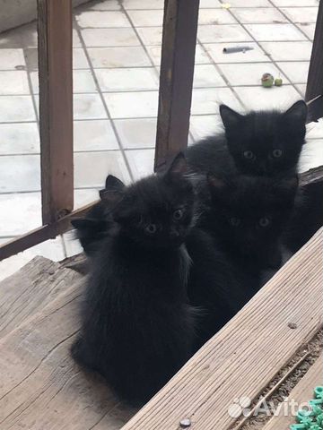 Котята в добрые руки