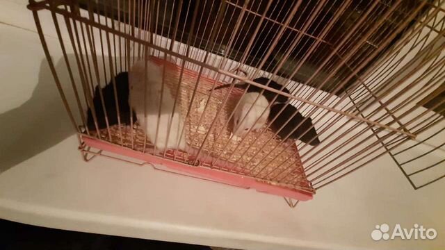 Маленькие крысята