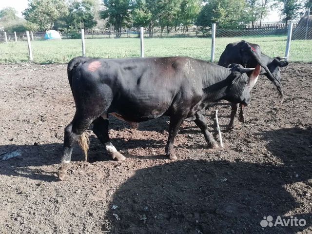 Бык на докорм