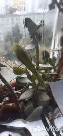 Богомол южный