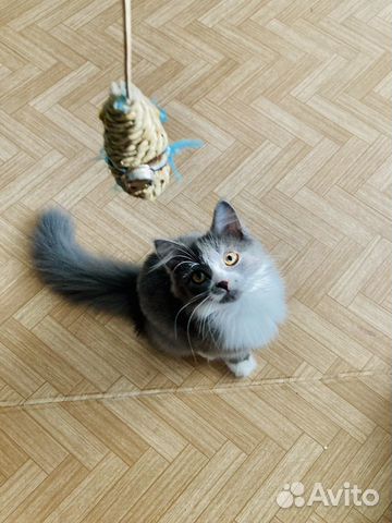 Отдам котенка в добрые руки