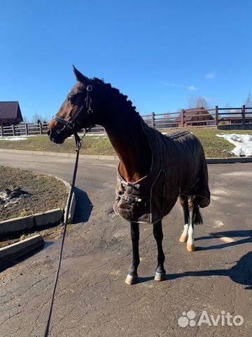 Жеребец ппю и элементы малого приза