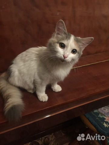 Кошечка подросток