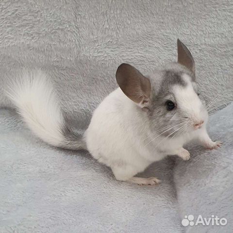 Шиншилла девочка Белый Вильсона мозаика 3 мес